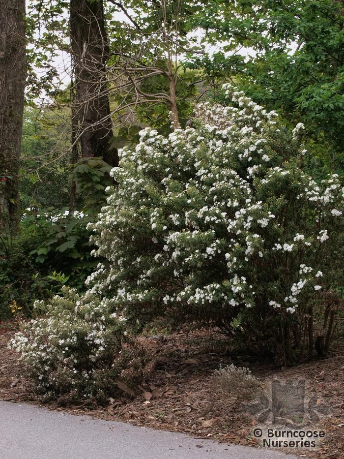 Olearia X Scilloniensis from Burncoose Nurseries