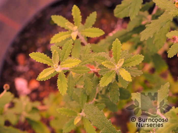 Olearia X Scilloniensis 'Master Michael' from Burncoose Nurseries
