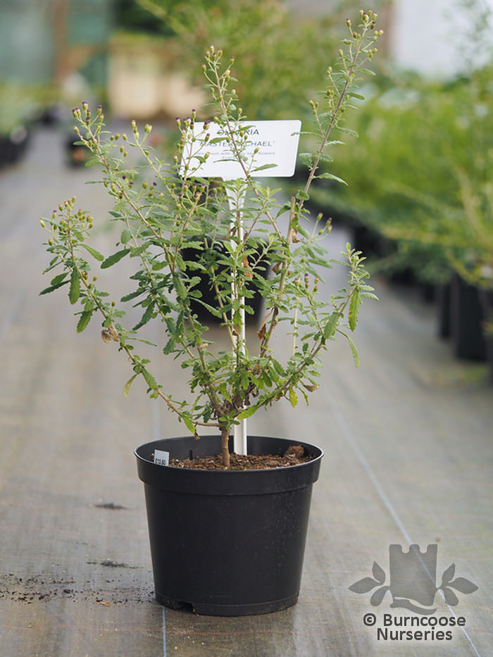 Olearia X Scilloniensis 'Master Michael' from Burncoose Nurseries