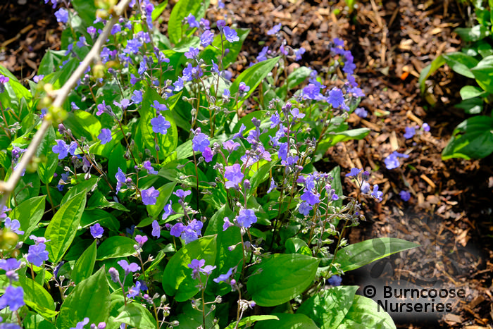 Omphalodes Cappadocica 'Cherry Ingram' from Burncoose Nurseries