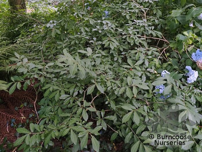 Orixa Japonica from Burncoose Nurseries