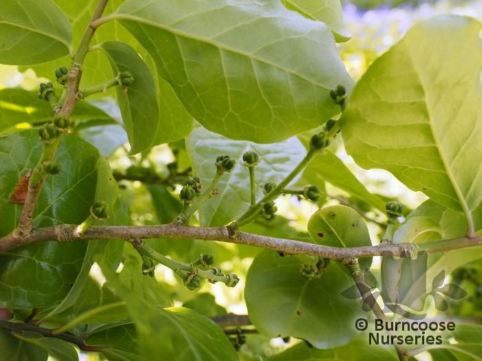 Orixa Japonica from Burncoose Nurseries