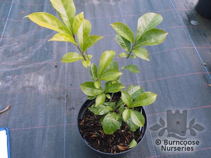 Orixa Japonica from Burncoose Nurseries