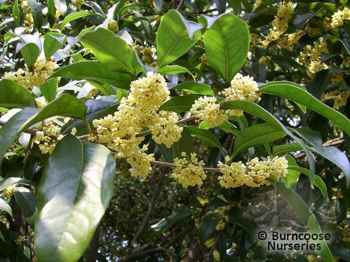 Osmanthus Fragrans from Burncoose Nurseries