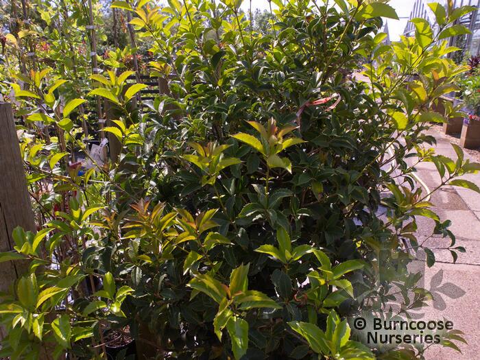 Osmanthus Fragrans from Burncoose Nurseries