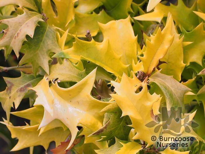 Osmanthus Heterophyllus 'All Gold' from Burncoose Nurseries