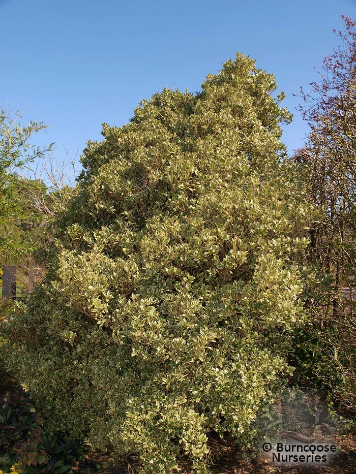 Osmanthus from Burncoose Nurseries