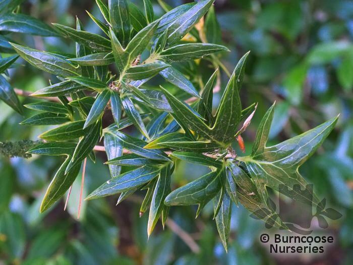 Osmanthus Heterophyllus 'Sasaba' from Burncoose Nurseries