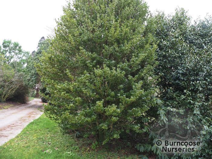 Osmanthus Heterophyllus 'Sasaba' from Burncoose Nurseries