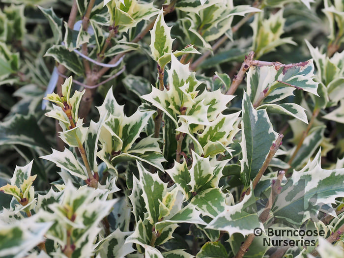 Osmanthus Heterophyllus 'Variegatus' from Burncoose Nurseries