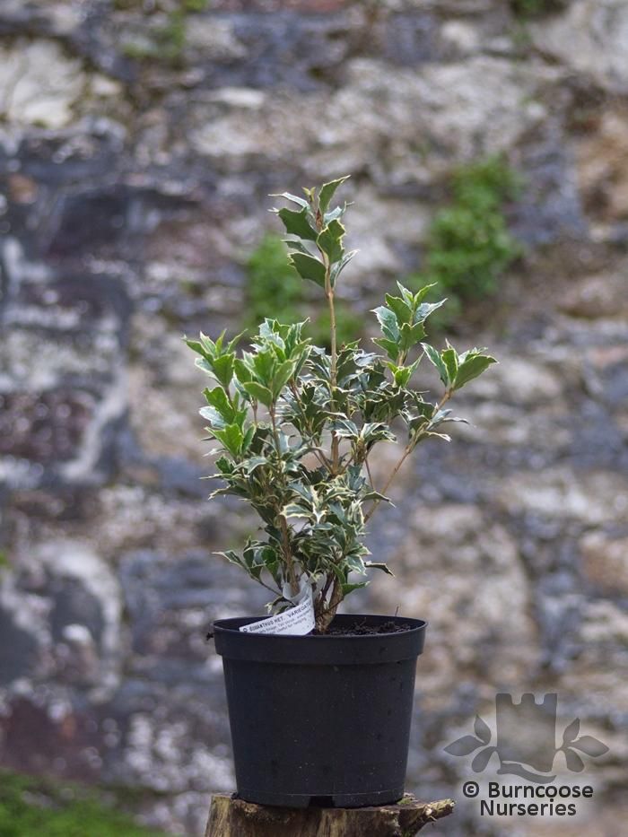 Osmanthus Heterophyllus 'Variegatus' from Burncoose Nurseries