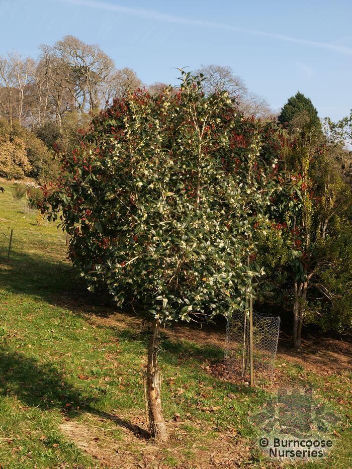 Osmanthus from Burncoose Nurseries
