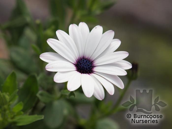 Osteospermum Ecklonis Compacta from Burncoose Nurseries