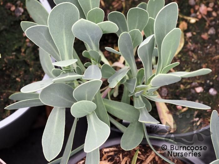 Othonna from Burncoose Nurseries