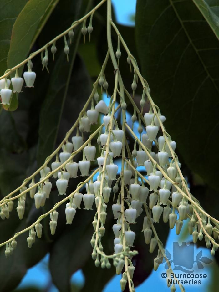 Oxydendrum Arboreum from Burncoose Nurseries