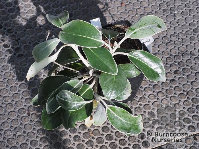 Pachystegia Insignis from Burncoose Nurseries