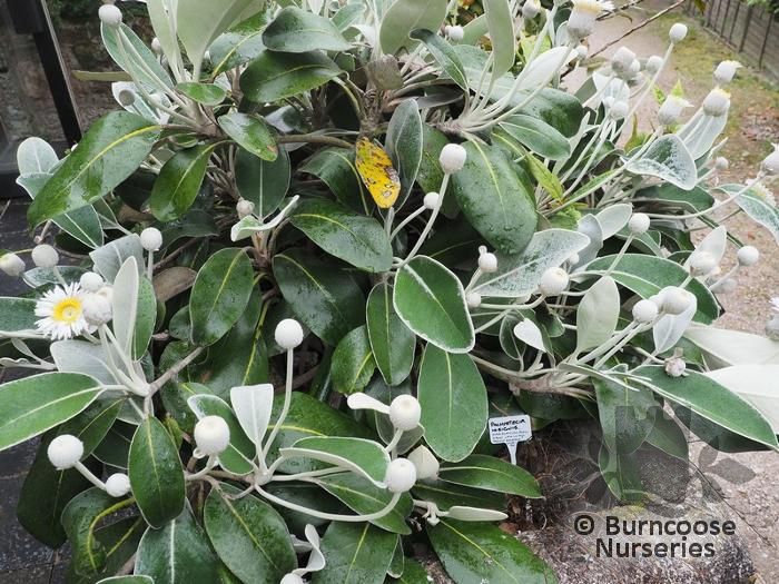 Pachystegia Insignis from Burncoose Nurseries
