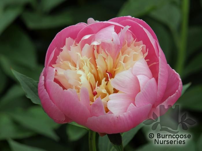 Paeonia 'Bowl Of Beauty' from Burncoose Nurseries Herbaceous Paeonies