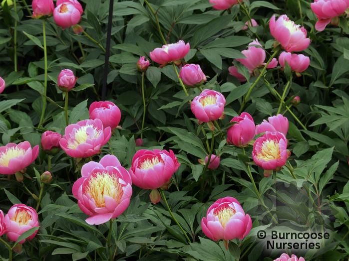 Paeonia 'Bowl Of Beauty' from Burncoose Nurseries Herbaceous Paeonies