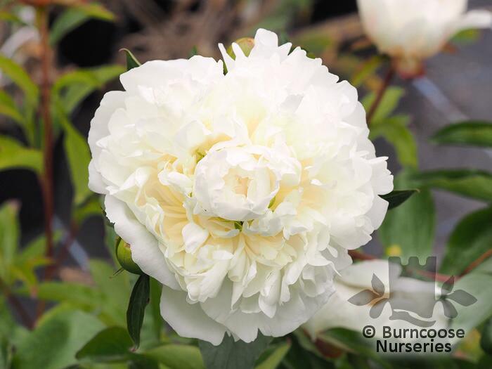 Paeonia 'Duchess De Nemours' from Burncoose Nurseries Herbaceous Paeonies
