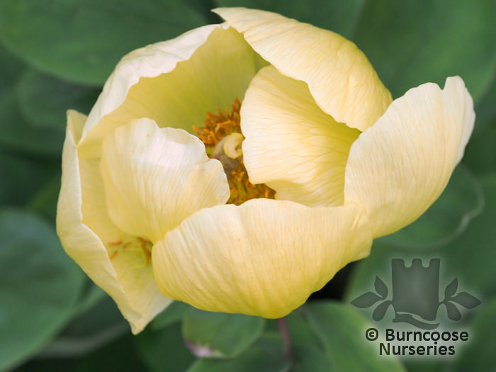 Paeonia Mlokosewitschii from Burncoose Nurseries Herbaceous Paeonies