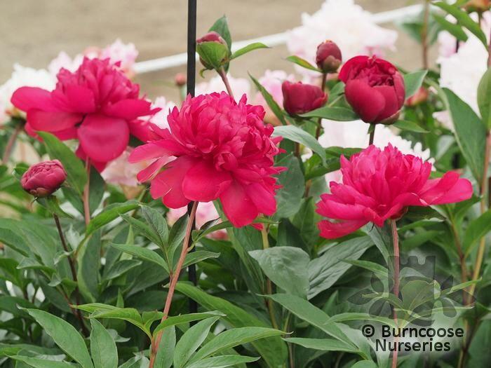 Paeonia Suffruticosa Red from Burncoose Nurseries Tree Paeonies