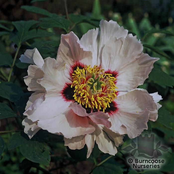 Paeonia Rockii from Burncoose Nurseries Tree Paeonies