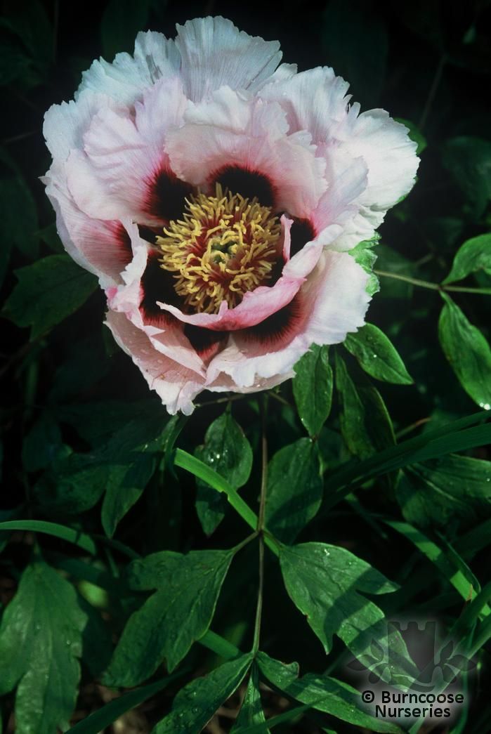 Paeonia Rockii from Burncoose Nurseries Tree Paeonies
