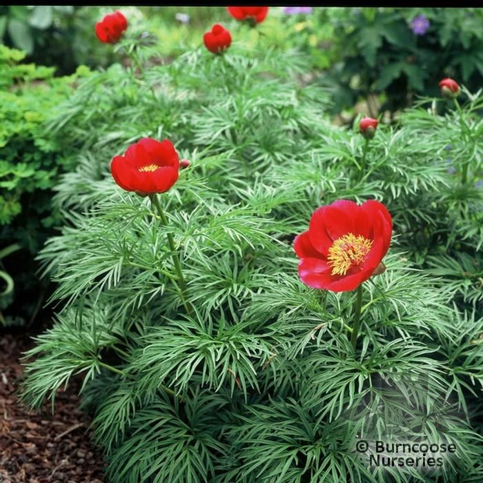 Paeonia Tenuifolia from Burncoose Nurseries Herbaceous Paeonies