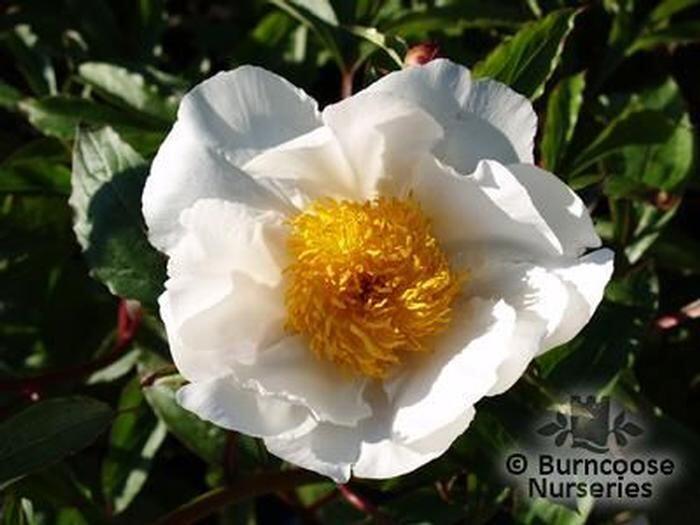 Paeonia 'White Wings' from Burncoose Nurseries Herbaceous Paeonies
