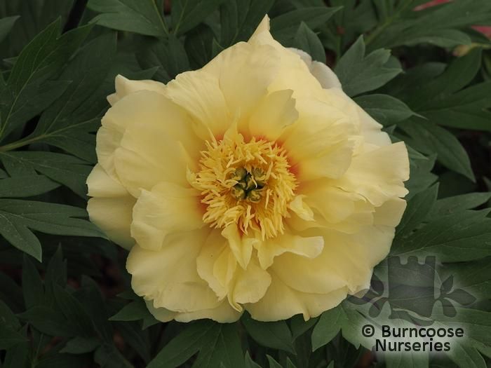 Paeonia Suffruticosa Yellow from Burncoose Nurseries Tree Paeonies