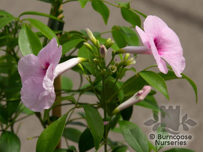 Pandorea Jasminoides 'Rosea Superba' from Burncoose Nurseries