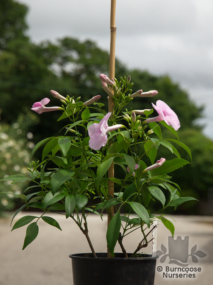 Pandorea Jasminoides 'Rosea Superba' from Burncoose Nurseries