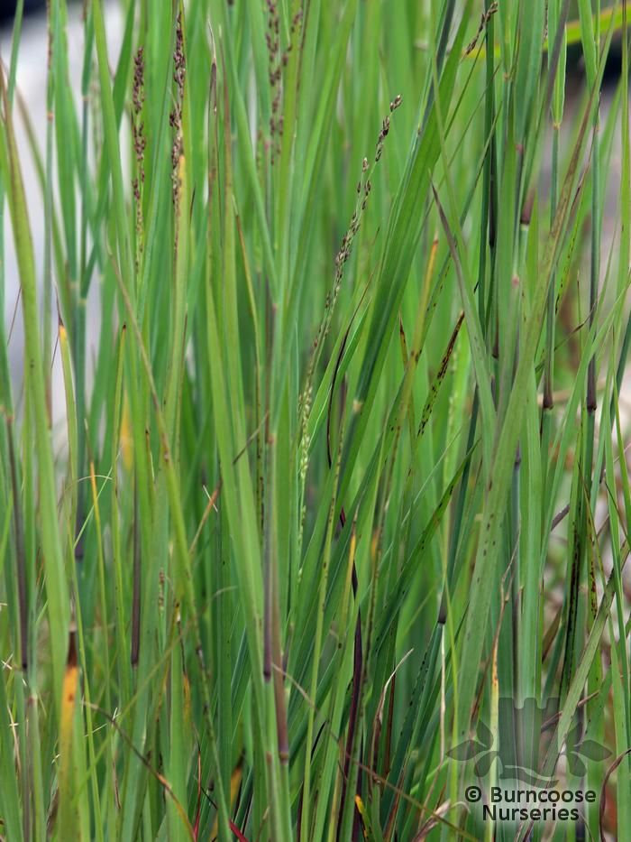 Panicum Virgatum 'Heavy Metal' from Burncoose Nurseries