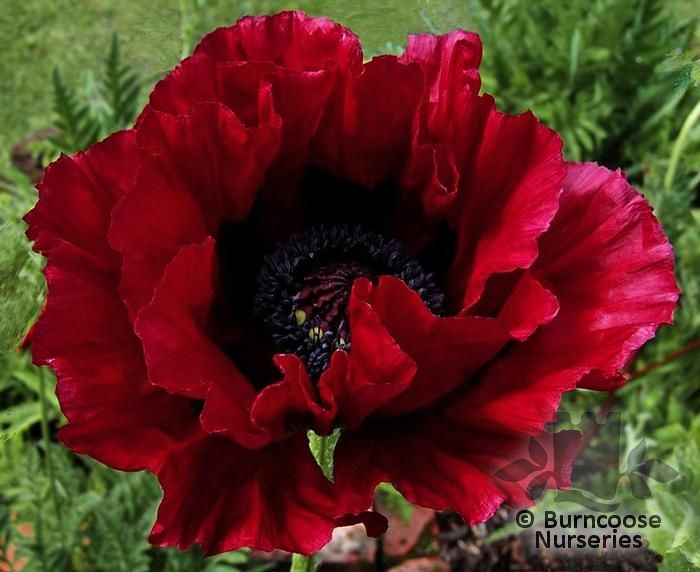 Papaver from Burncoose Nurseries