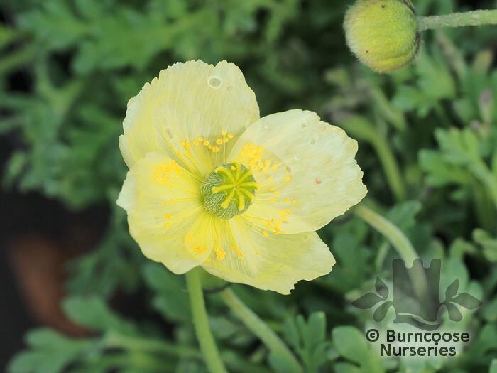 Papaver Nudicaule 'Moondance' from Burncoose Nurseries