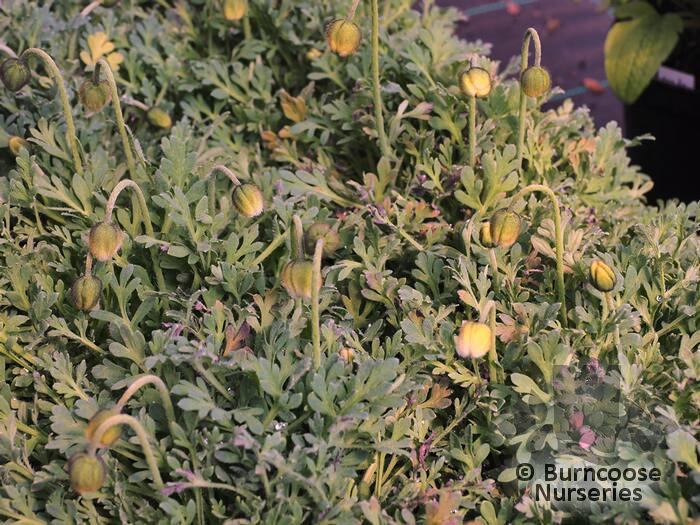 Papaver Nudicaule 'Moondance' from Burncoose Nurseries