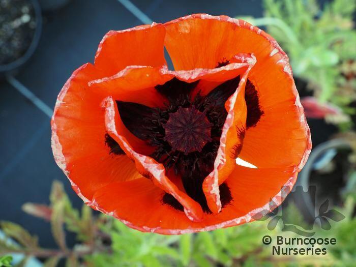 Papaver Orientale 'Allegro' from Burncoose Nurseries