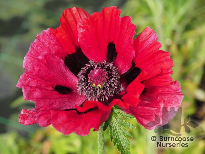 Papaver Orientale 'Harlem' from Burncoose Nurseries