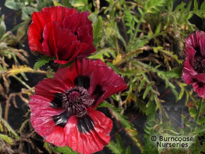 Papaver Orientale 'Harlem' from Burncoose Nurseries
