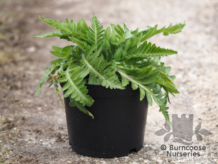 Papaver Orientale 'Harlem' from Burncoose Nurseries