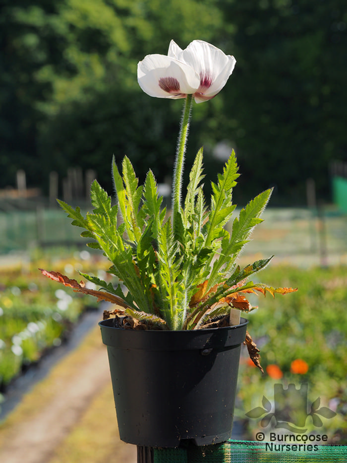 Papaver Orientale 'Royal Wedding' from Burncoose Nurseries