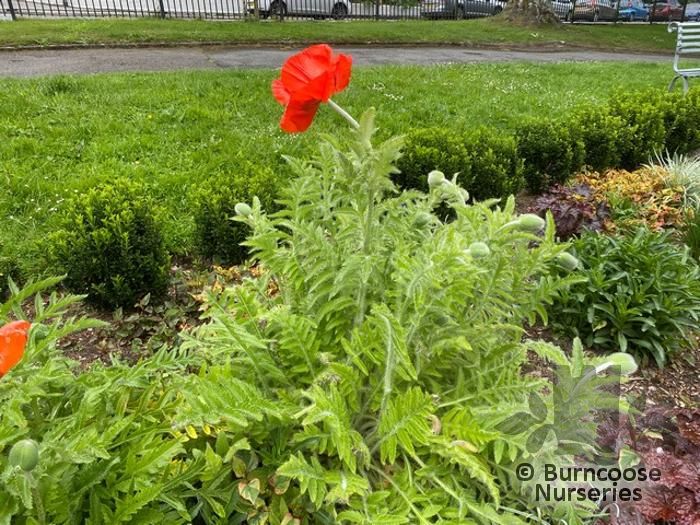 Papaver Orientale from Burncoose Nurseries