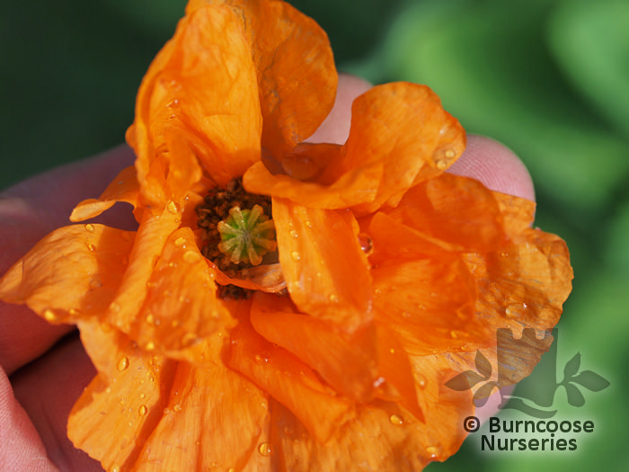 Papaver Rupifragum 'Flore Pleno' from Burncoose Nurseries