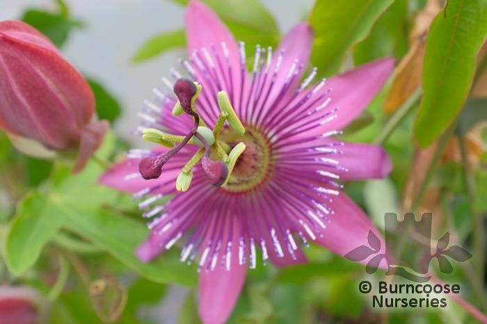 Passiflora from Burncoose Nurseries