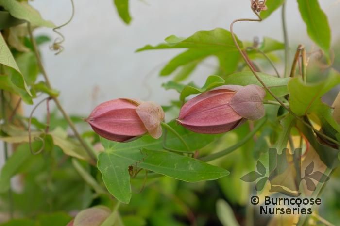 Passiflora Caerulea 'Rubra' from Burncoose Nurseries