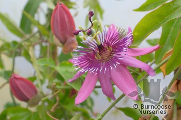 Passiflora Caerulea 'Rubra' from Burncoose Nurseries