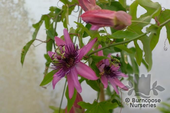 Passiflora Caerulea 'Rubra' from Burncoose Nurseries