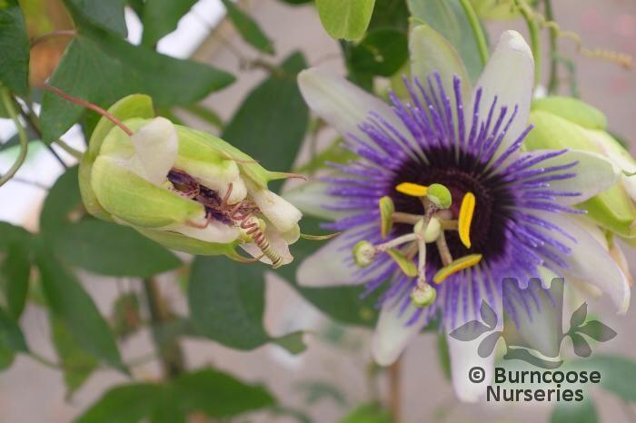 Passiflora 'Damsel'S Delight' from Burncoose Nurseries