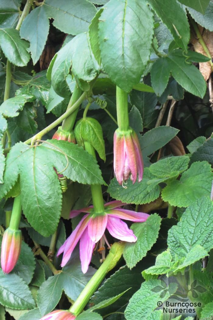 Passiflora Mollissima from Burncoose Nurseries
